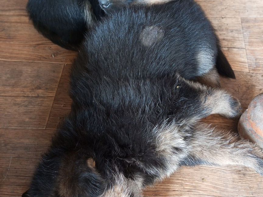 Немецкая овчарка. 6 щенков