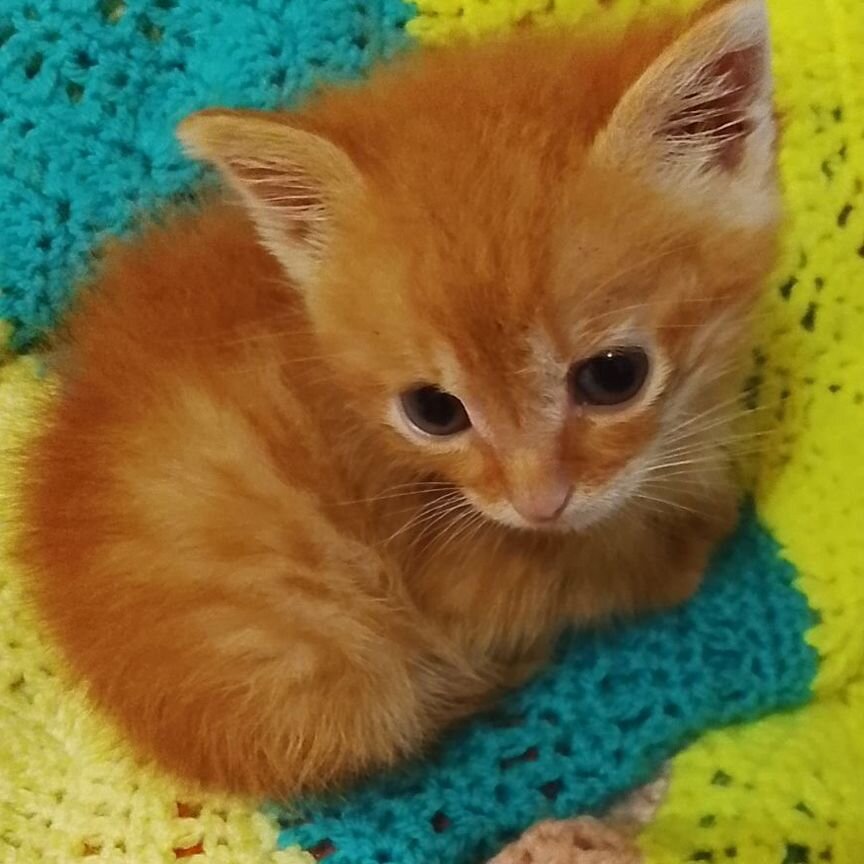 Котёнок в добрые руки