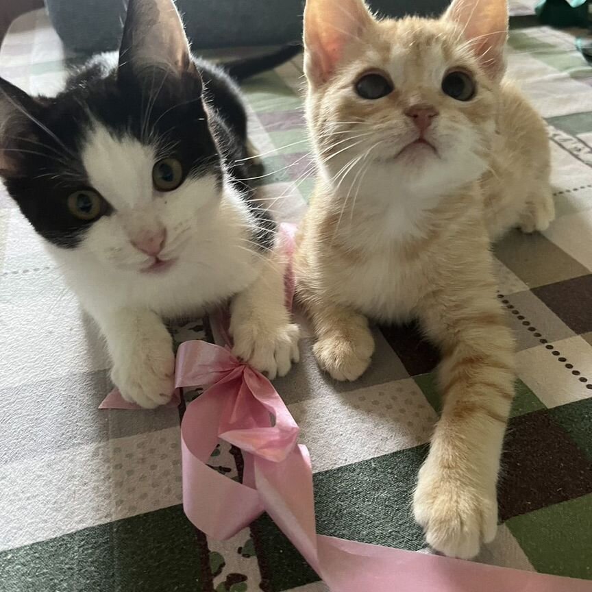 Котята в добрые руки