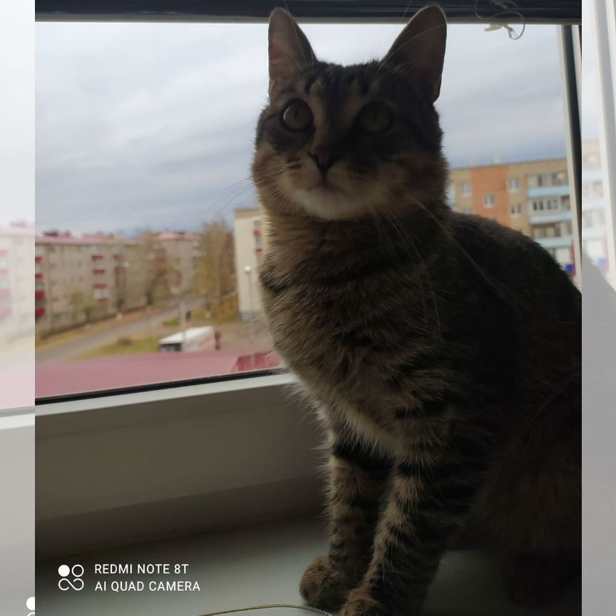 Потерялся кот