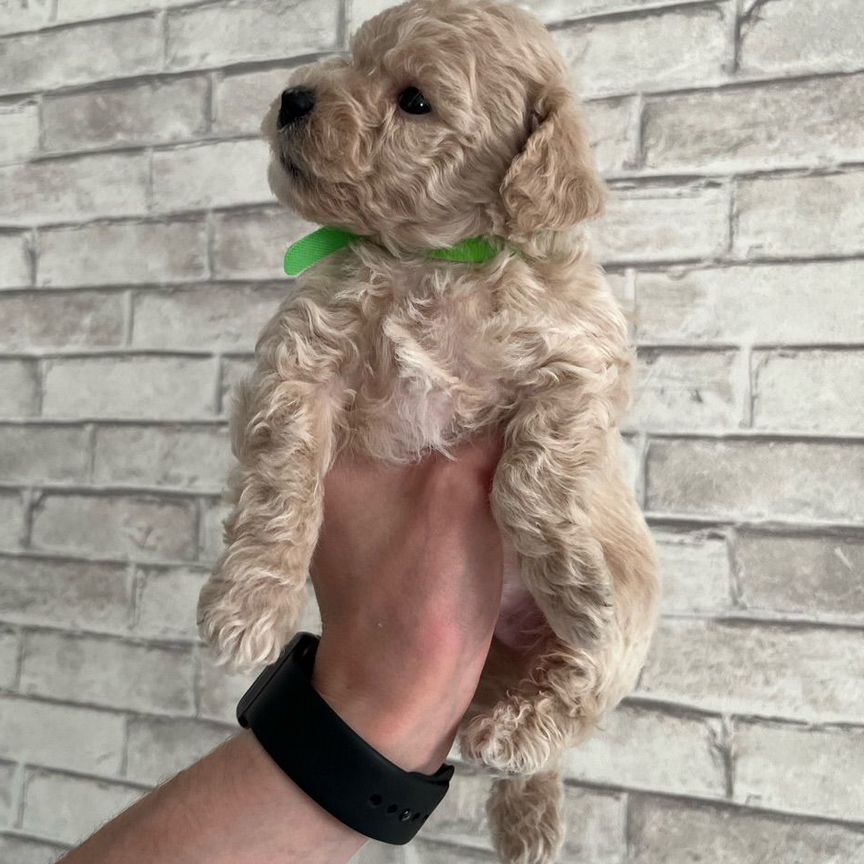 Мальтипу, щенок