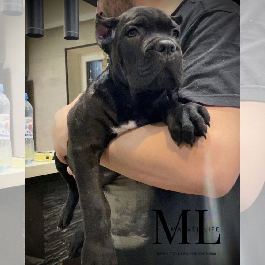 Кане корсо мальчик