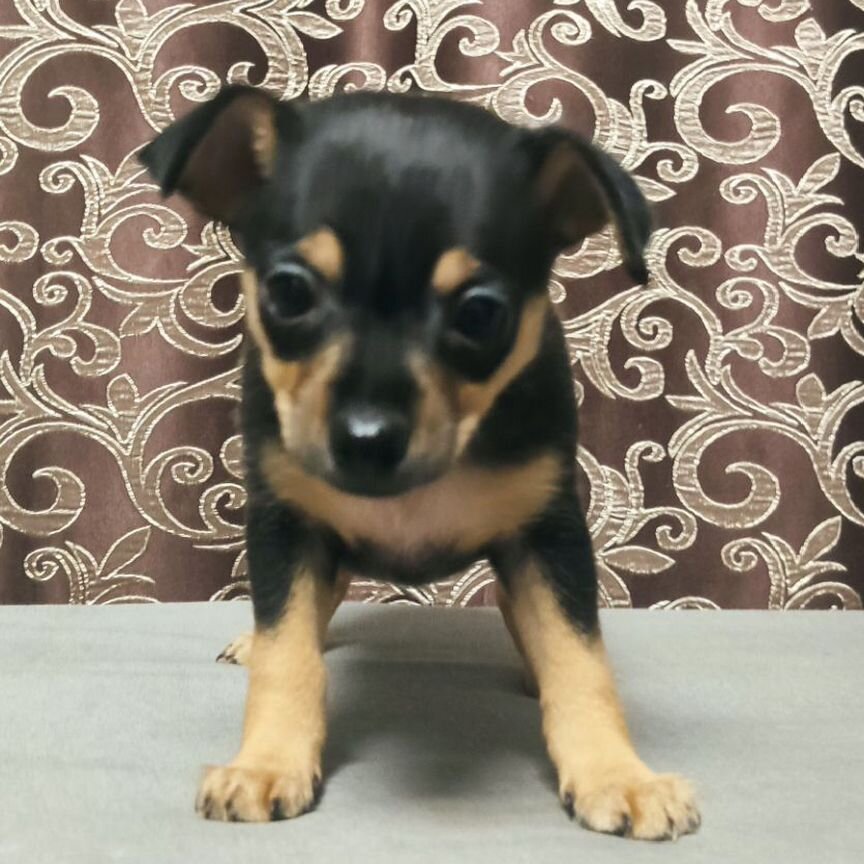 Русский той-терьер, щенок