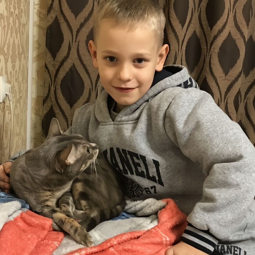 Бенгальская, взрослая кошка