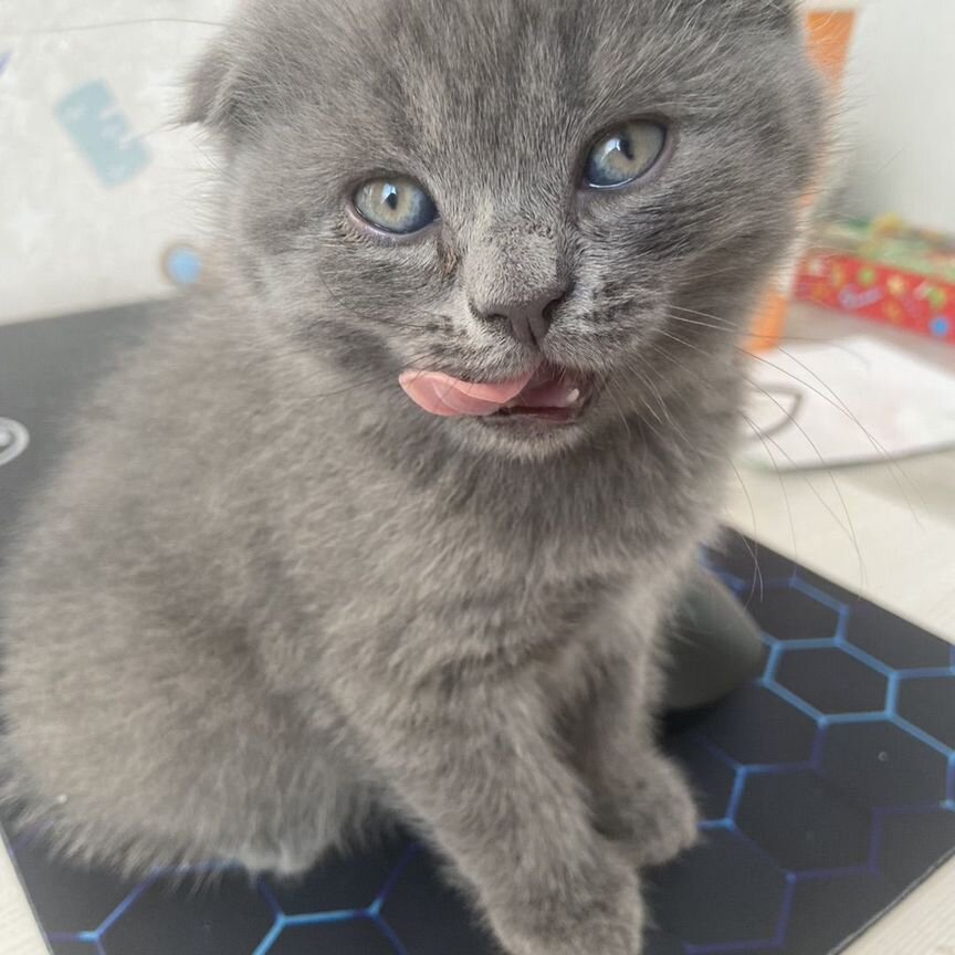 Шотландская вислоухая