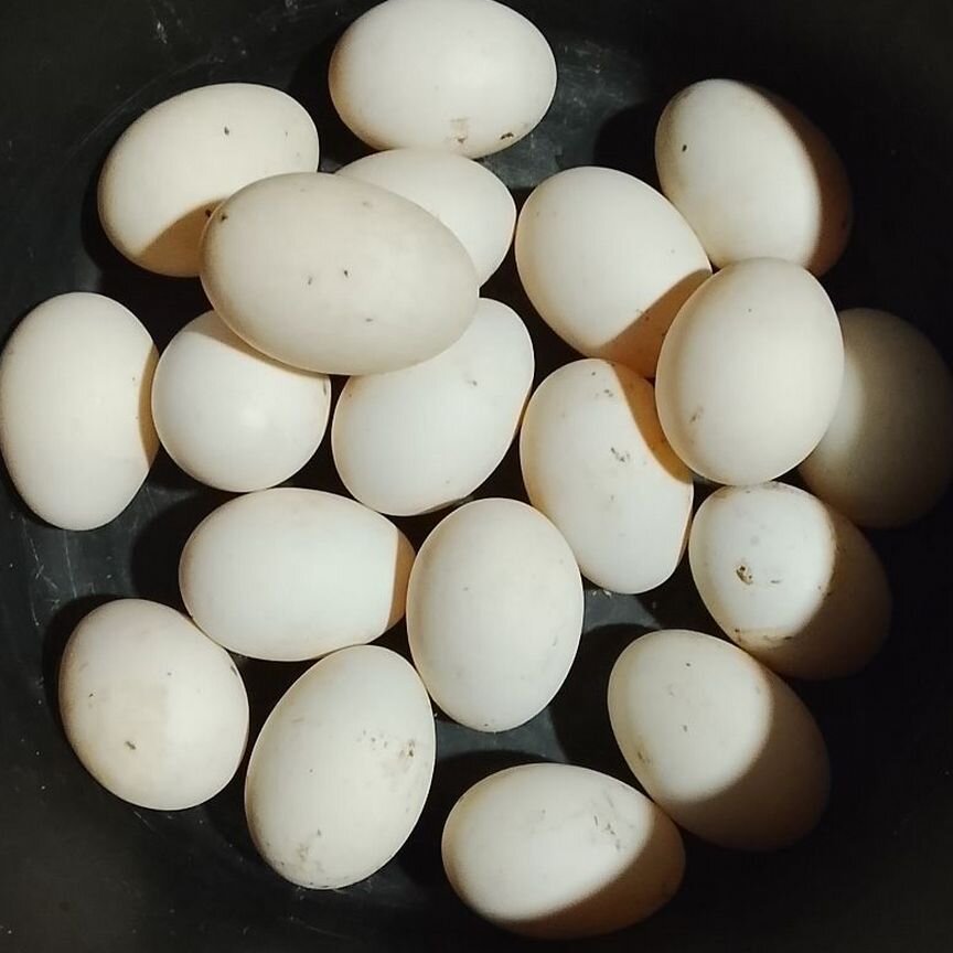 Утиные яйца