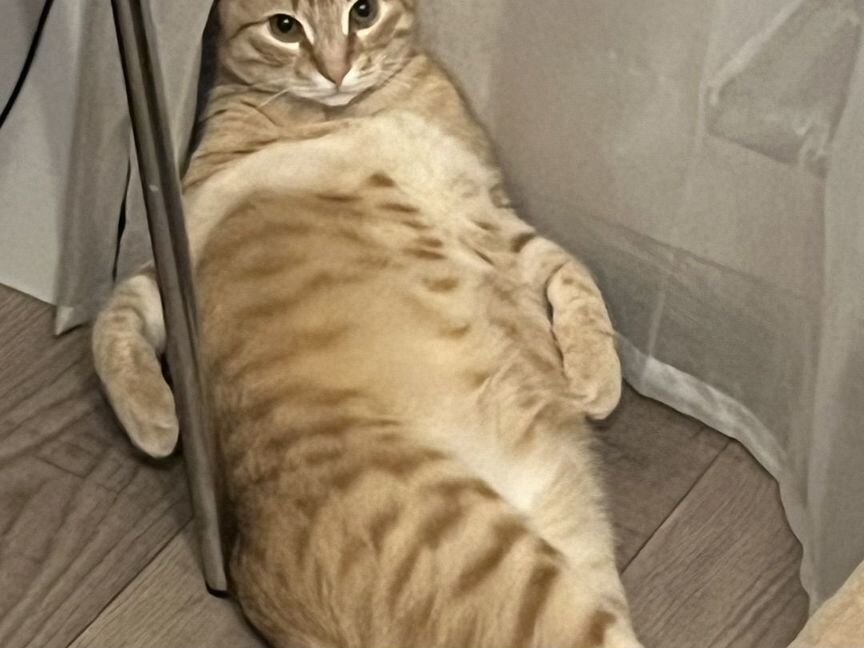 Котята в добрые руки бесплатно