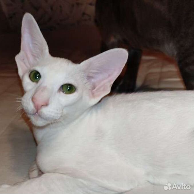 Зеленоглазый мальчик