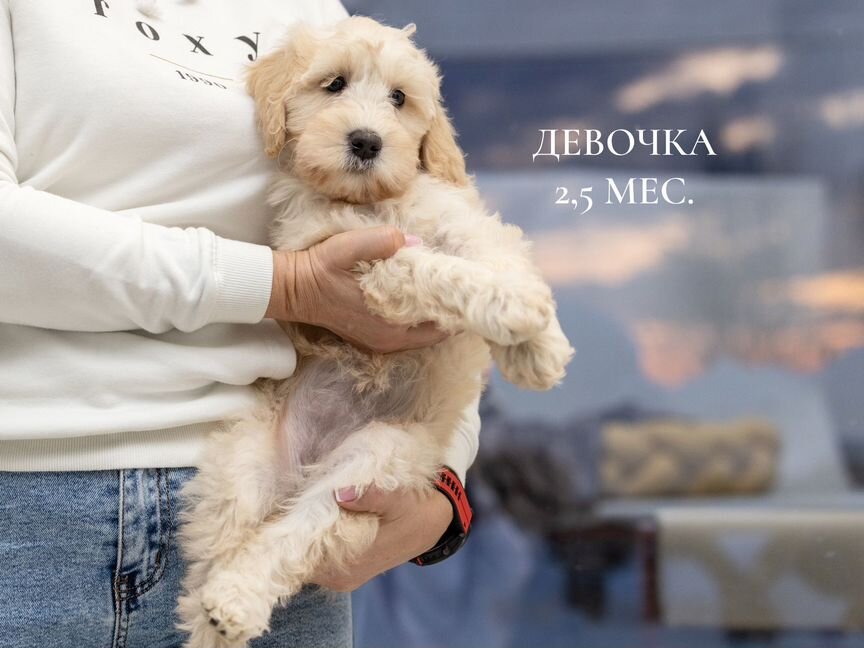 Собака поводырь