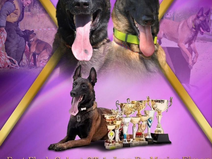 Щенки малинуа