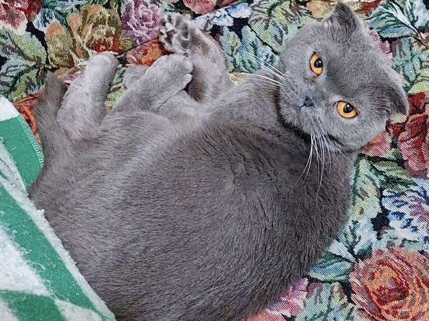 Шотландская вислоухая