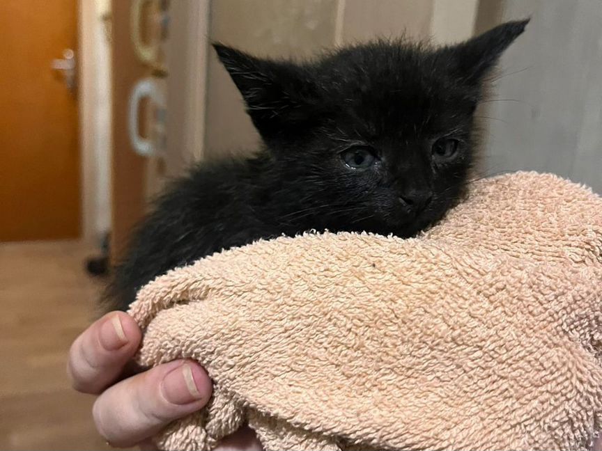 Черный котенок в добрые руки