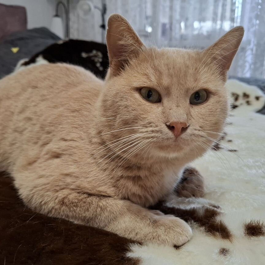 Персиковый кот, Оливер