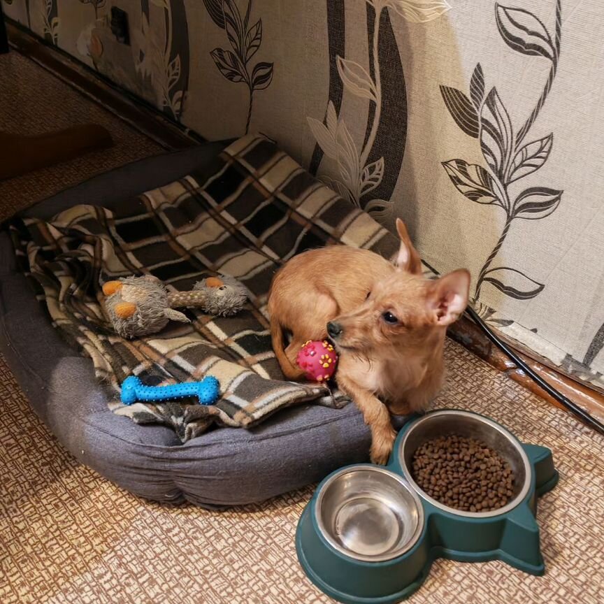 Русский той-терьер, щенок