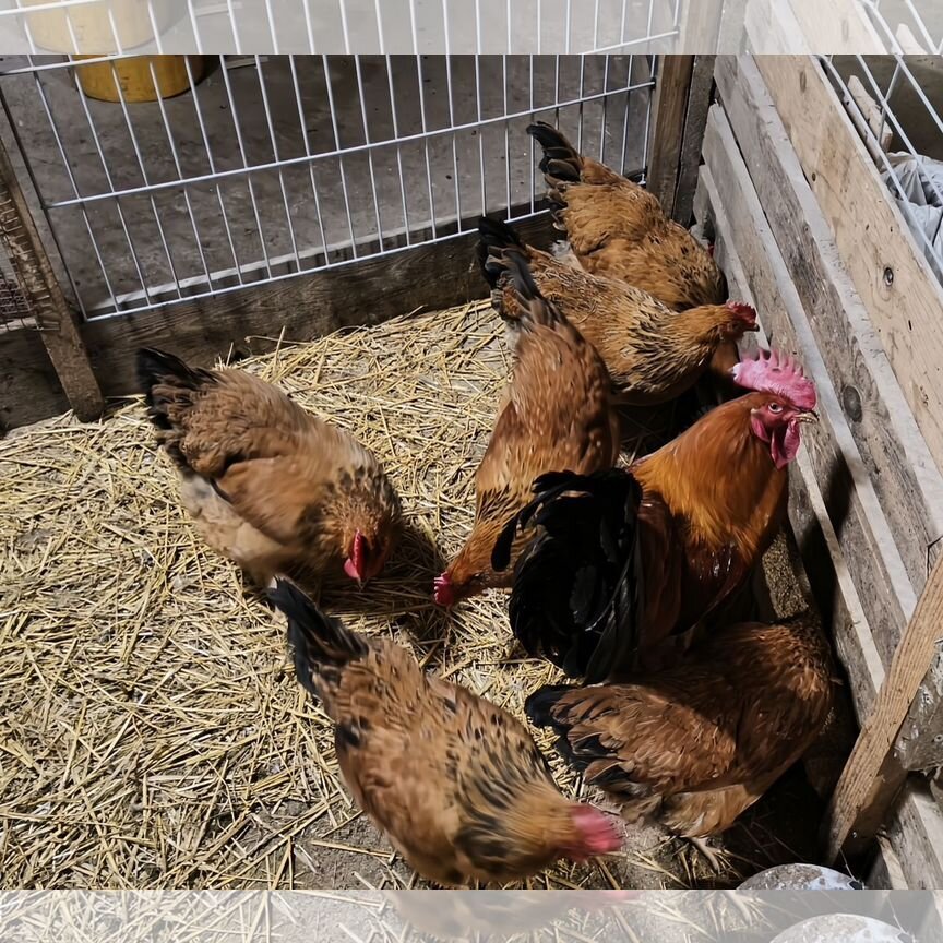 Кучинская юбилейная