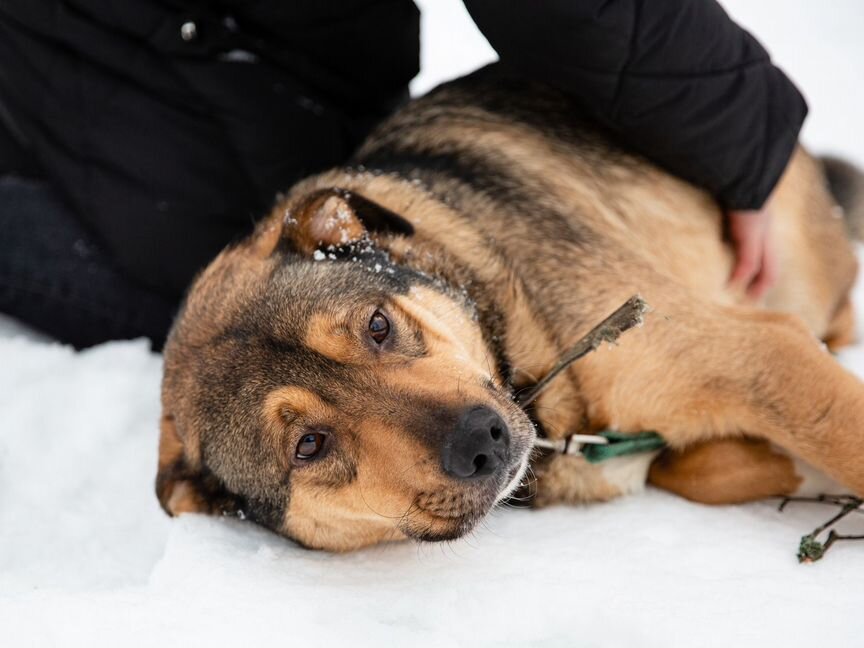 Собаки из приюта