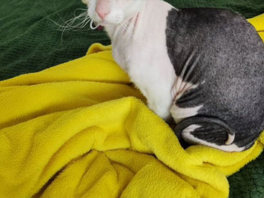 Кошки донской сфинкс