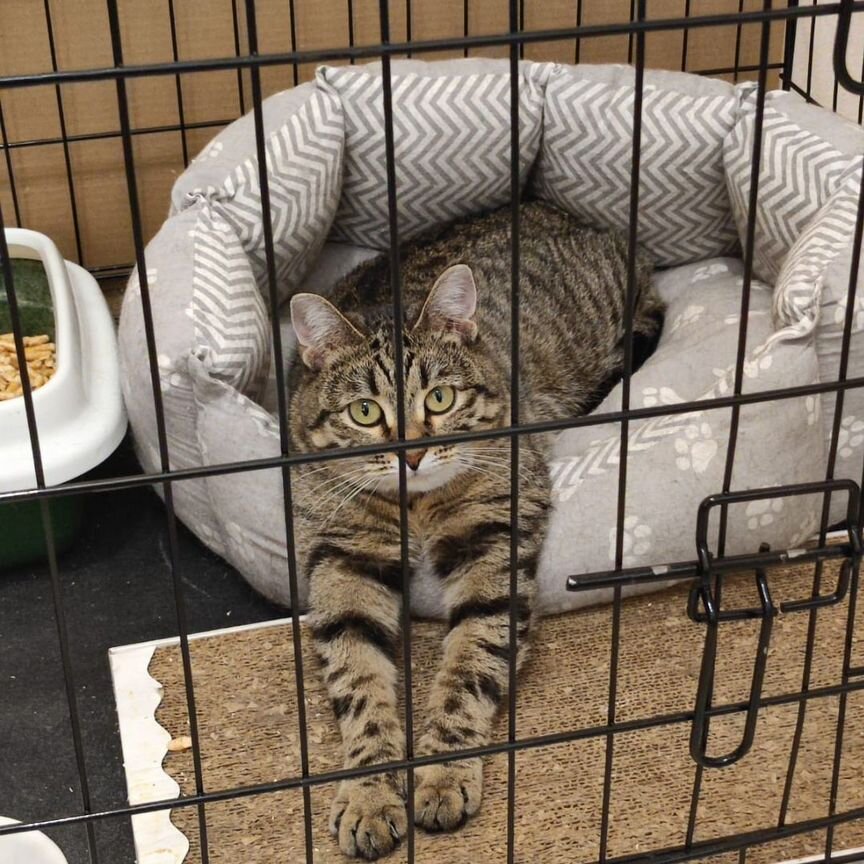 Ласковая кошка, а живёт в клетке