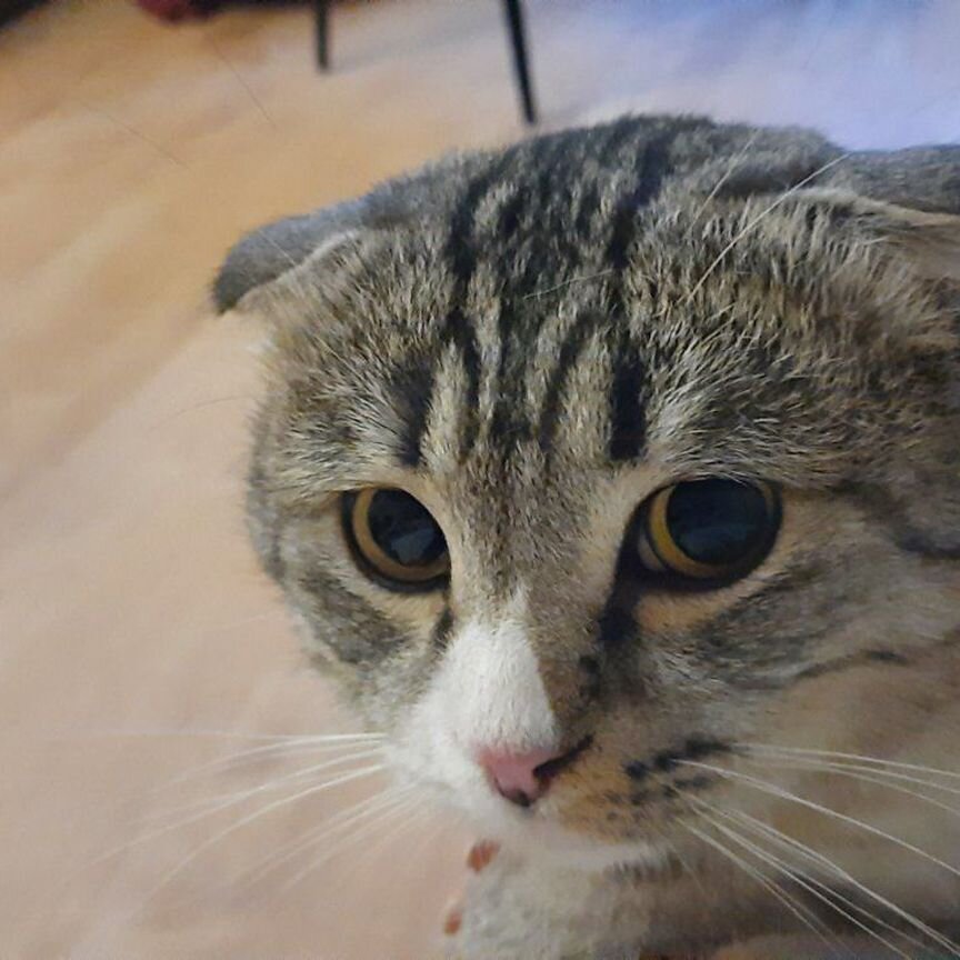 Нашли потеряшку