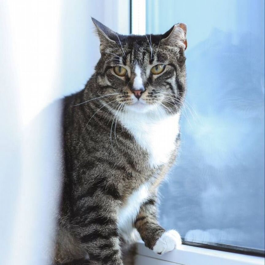 Домашние животные кошки