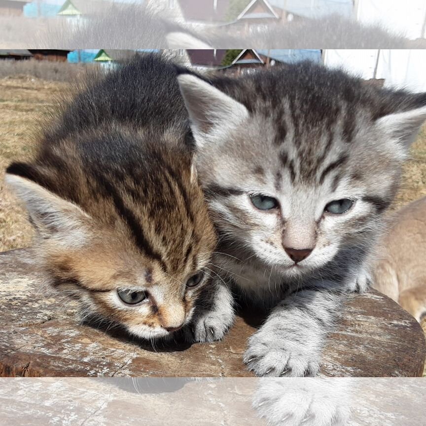 Сибирский котёнок