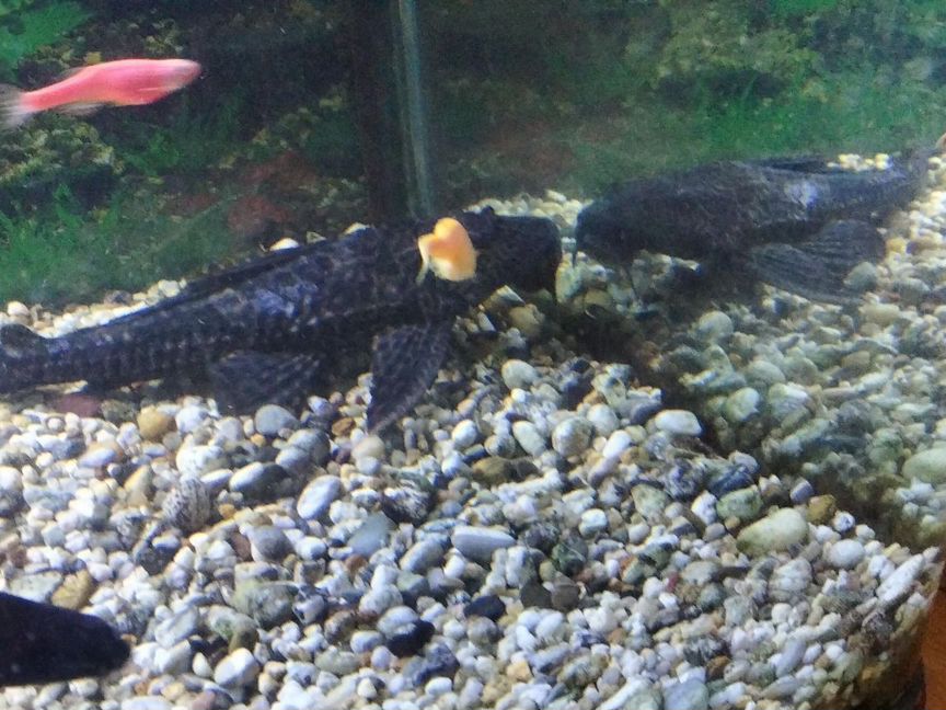 Сомики анциструс