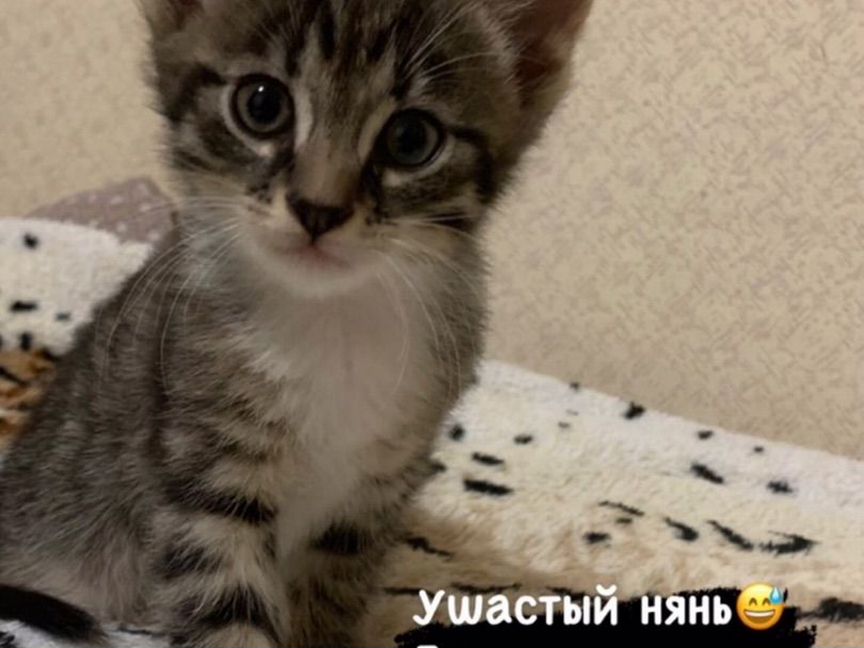 Кошка в дар бесплатно