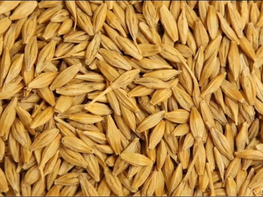 Зерно ячмень