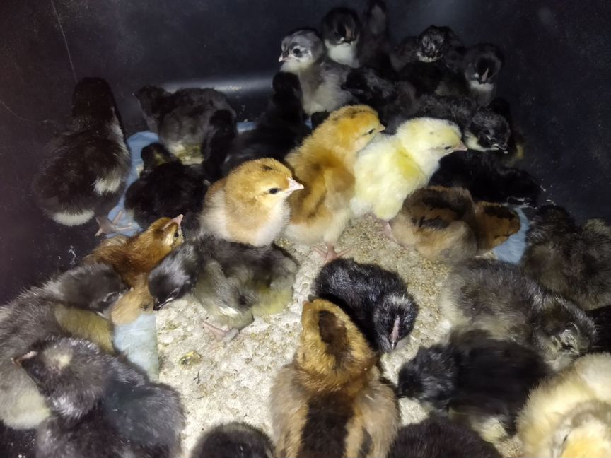 Цыплята кур несушек