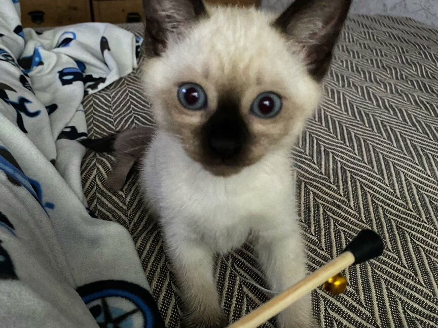 Сиамский (тайский) котенок бесплатно