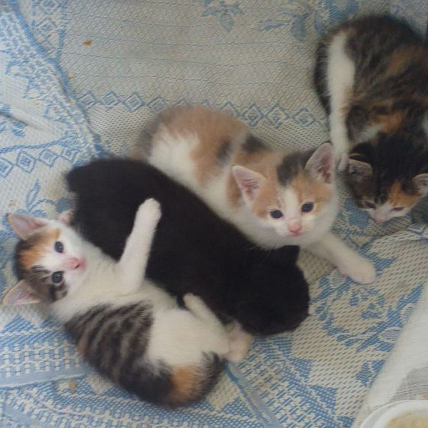 Котята в добрые руки бесплатно