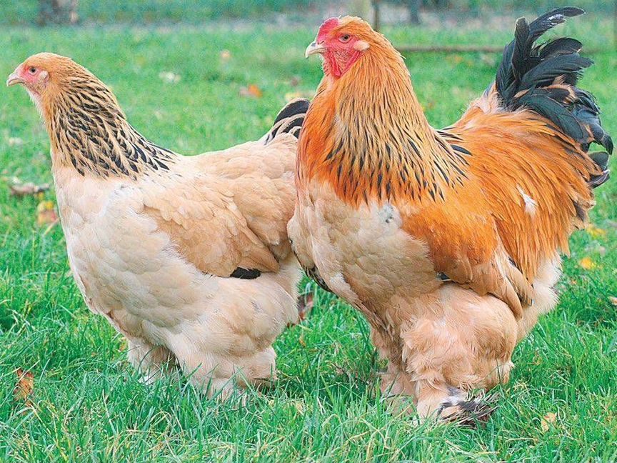 Брама палевая, светлая, темная, куропатчатая