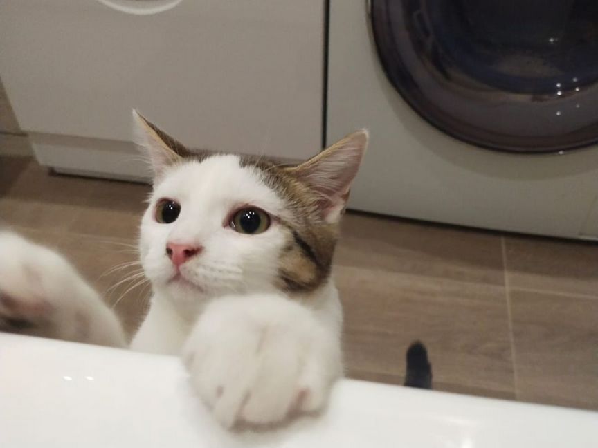 Котенок подросток