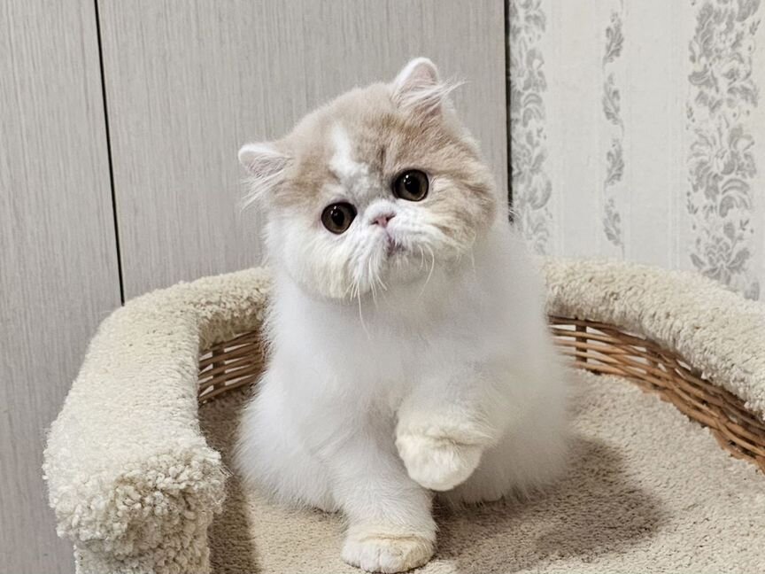 Персидская девочка