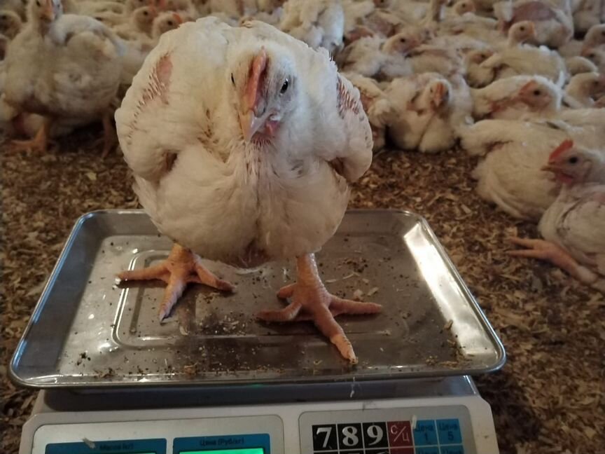 Бройлеры Кобб 500