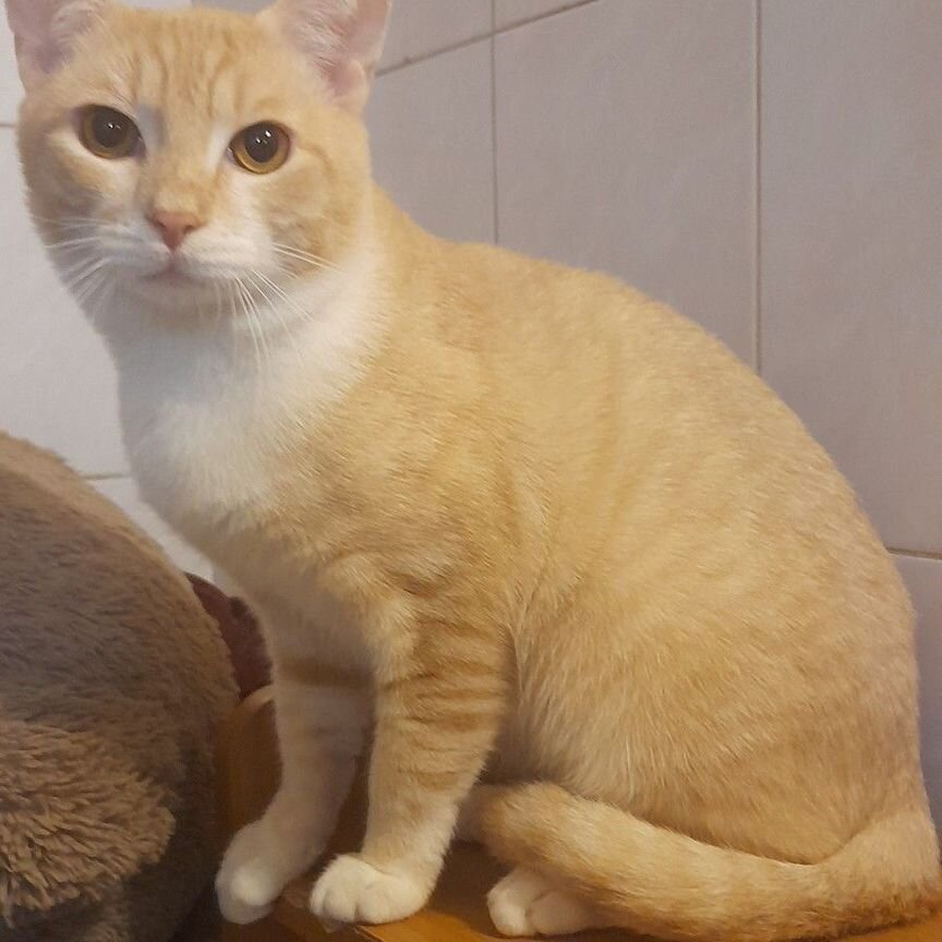 Котик в добрые руки
