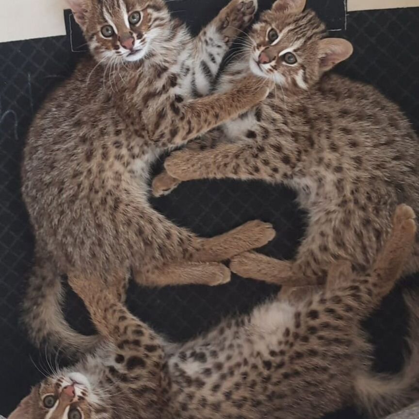 Эксклюзивные котята F0