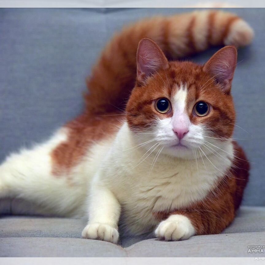 Ласковый котик