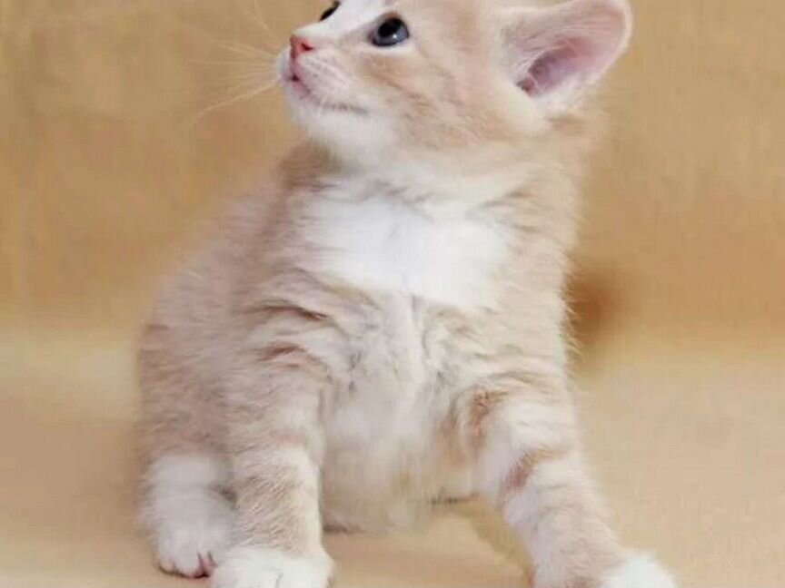 Котенок персик