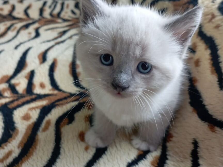 Котята сноу шу