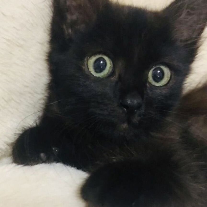 Милый котенок ищет дом