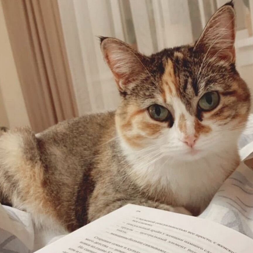 Кошка Маруся ищет хозяина. Отдадим в хорошие руки