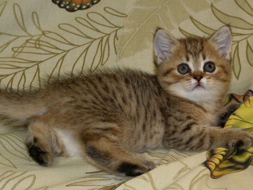 Британский котёнок