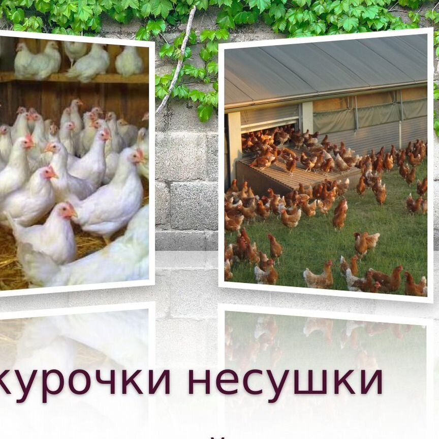 Куры несушки продам