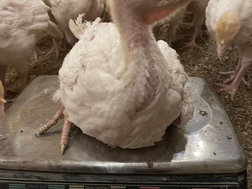 Индюки хайбрид конвертер