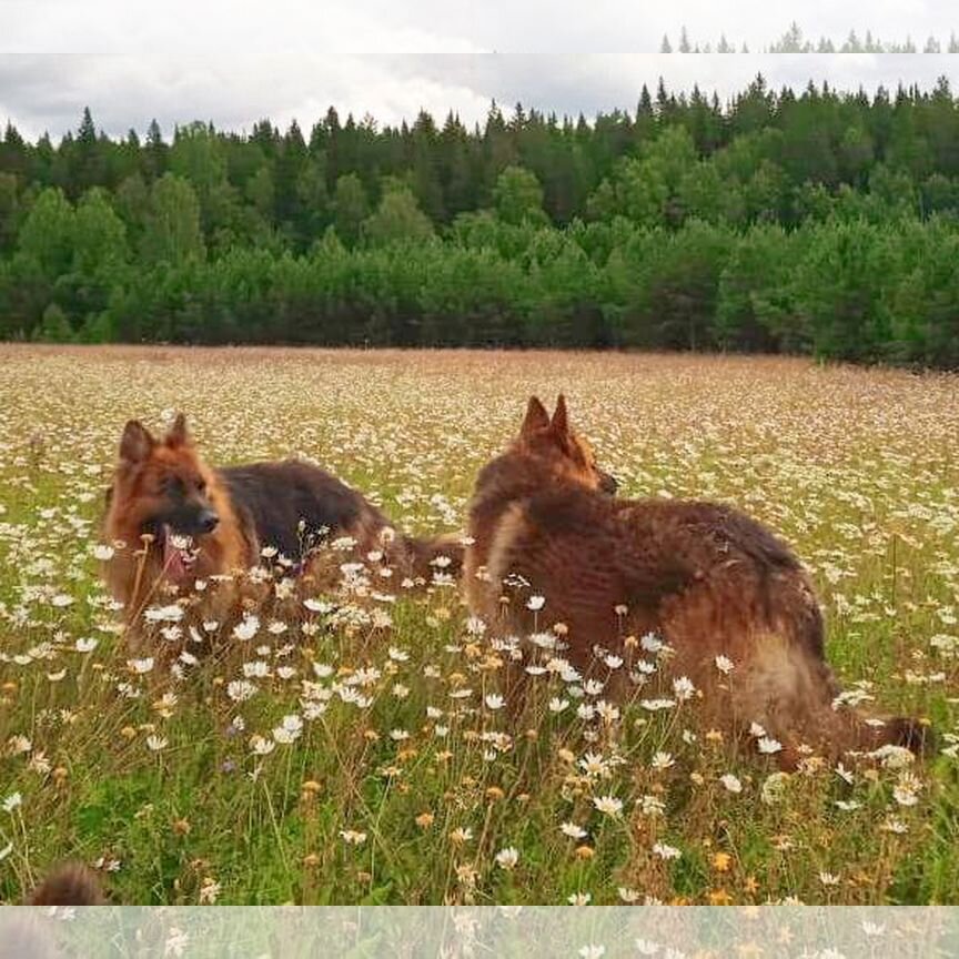Щенки немецкой овчарки