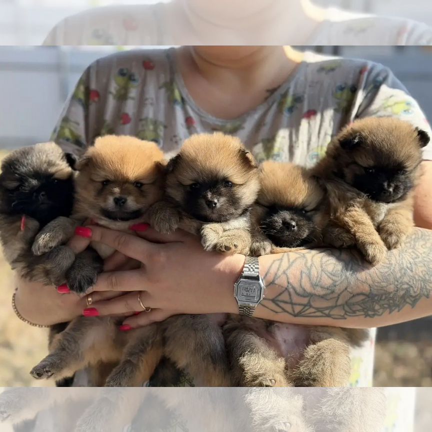 Померанский шпиц, щенок