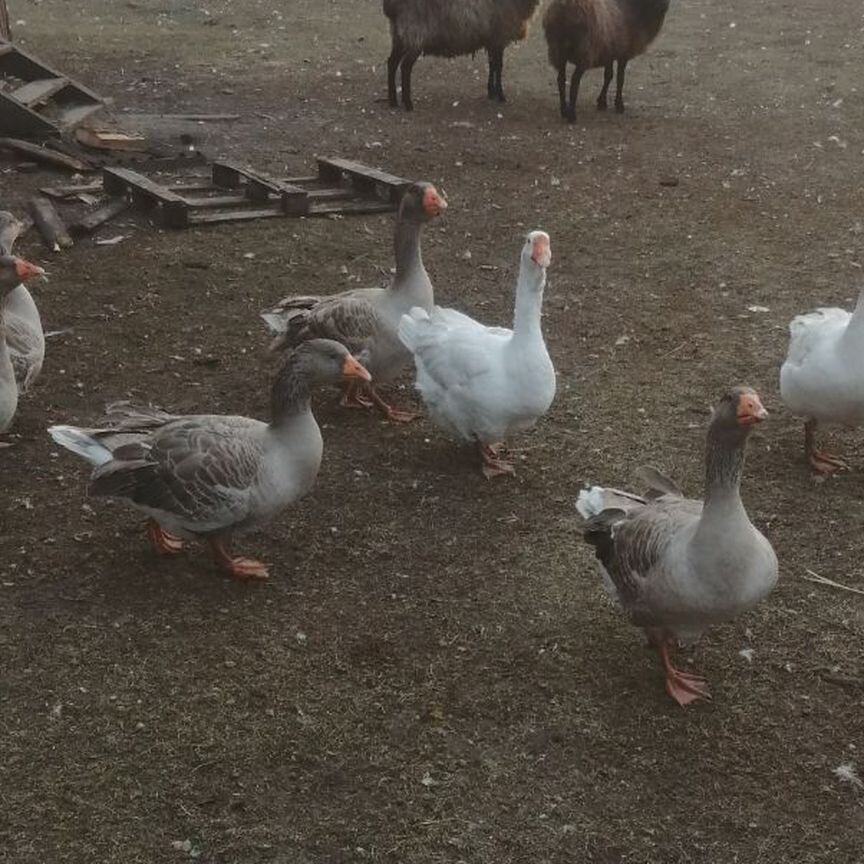 Бойцовые Тульские гуси