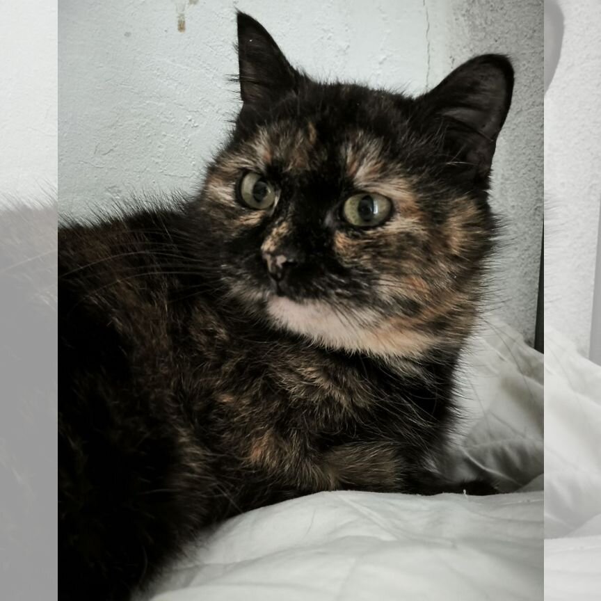 Взрослая, кошка в добрые руки