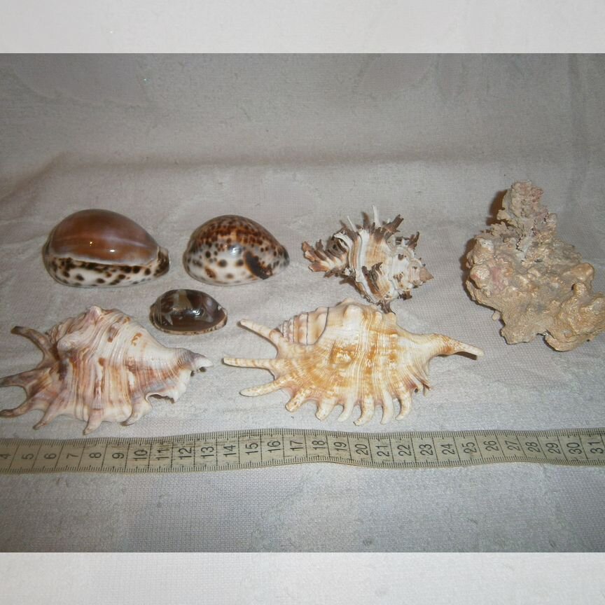 Морские ракушки раковины, Коралл